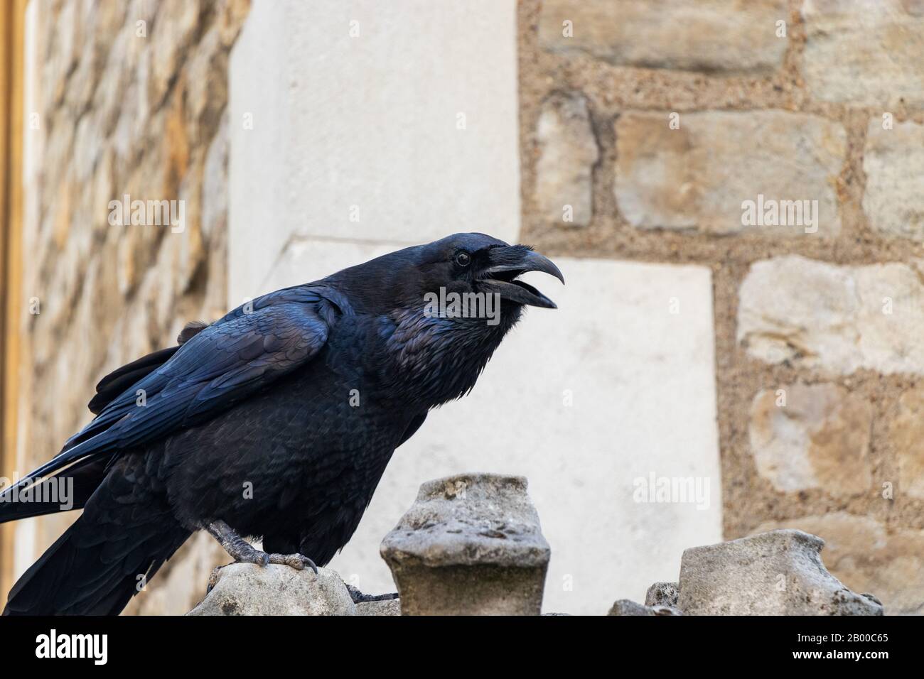 Black Crow Raven at the tower of london, London, England, UK Stock ...