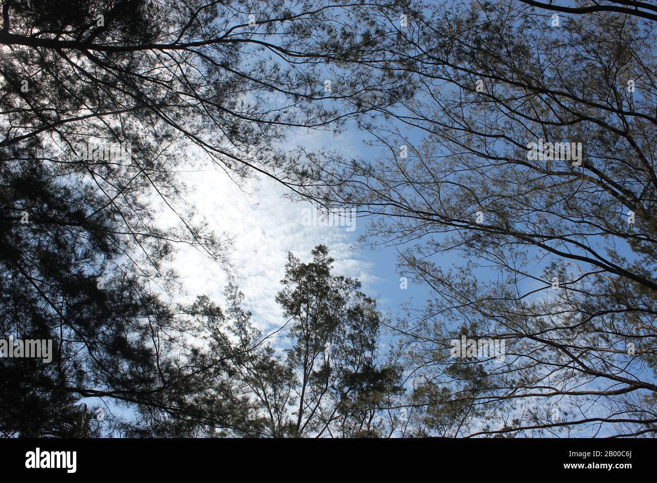 Branches of trees Stock Photo - Alamy