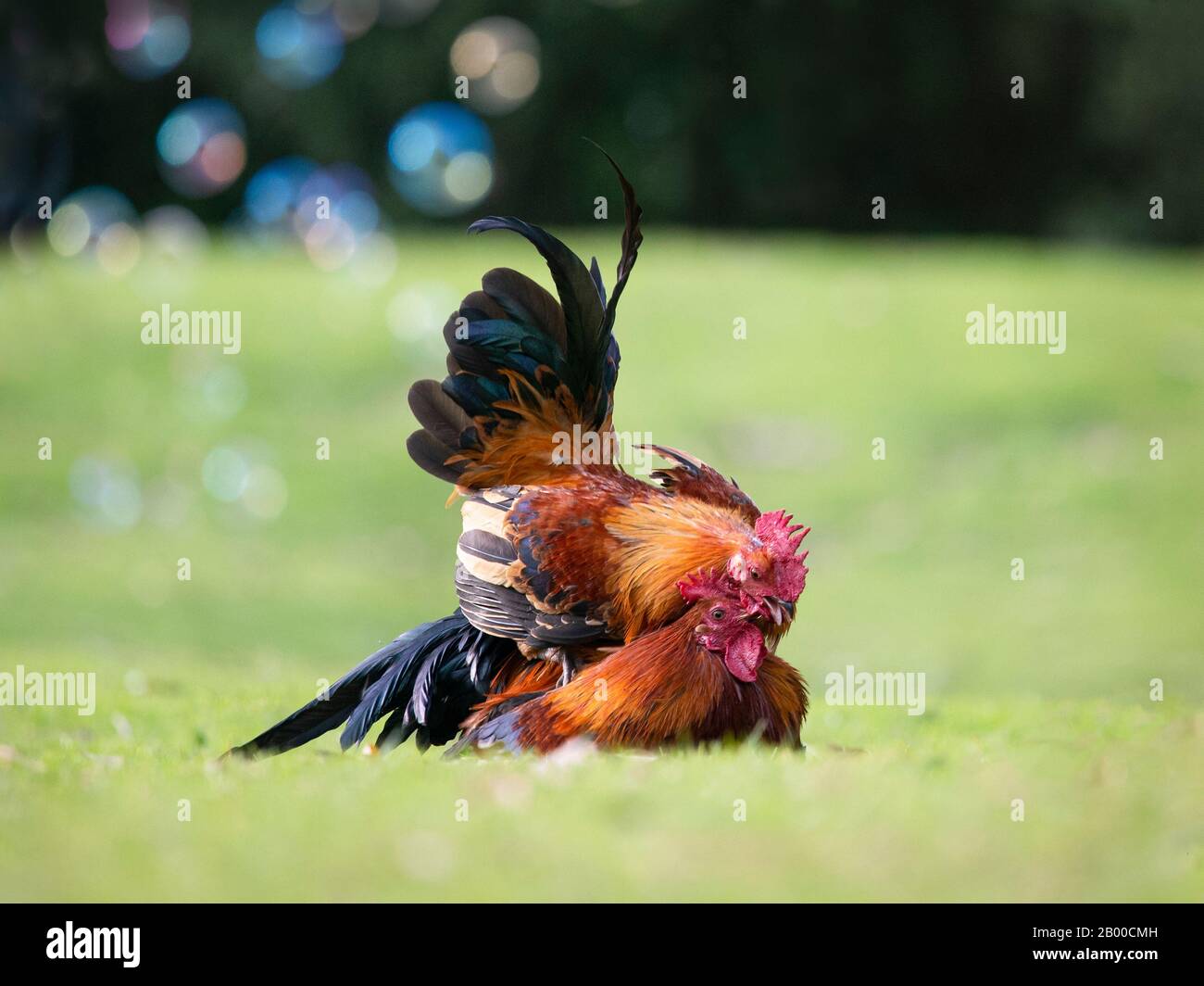Two colourful wild roosters fighting with kids playing bubbles nearby ...
