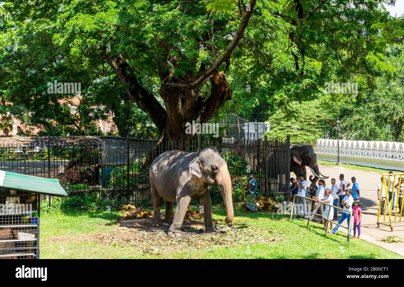 Elephants in the shrine of Sri Dalada Maligawa or the Temple of the ...