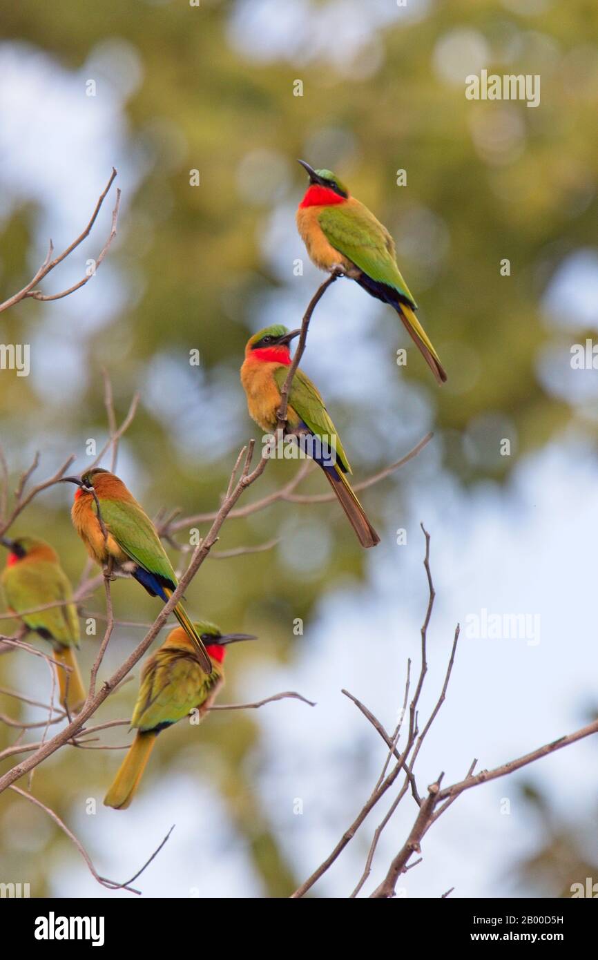 Merops bulocki hi-res stock photography and images - Alamy