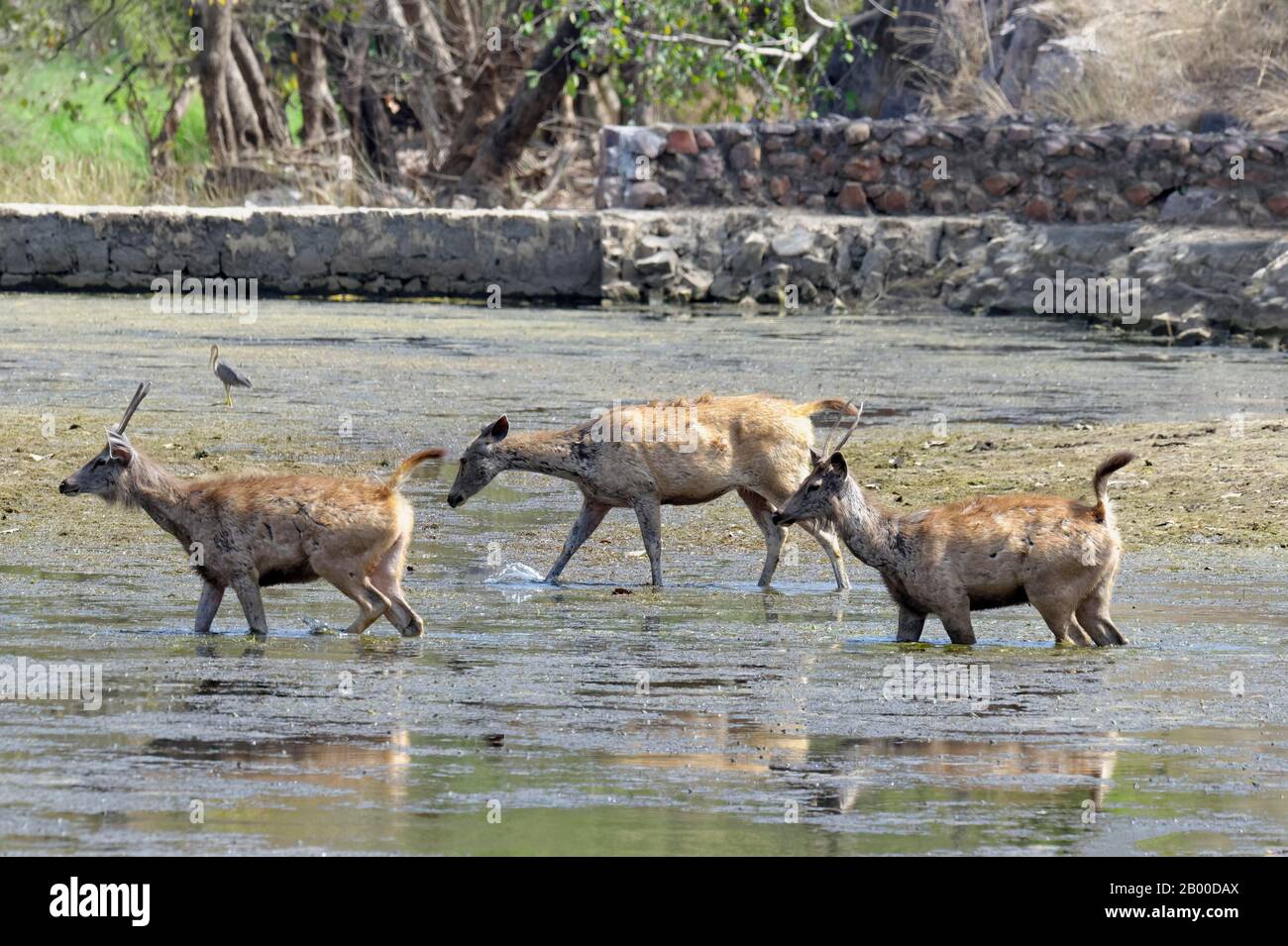 Sambar deer (Rusa unicolor), group walking in water, Ranthambhore ...