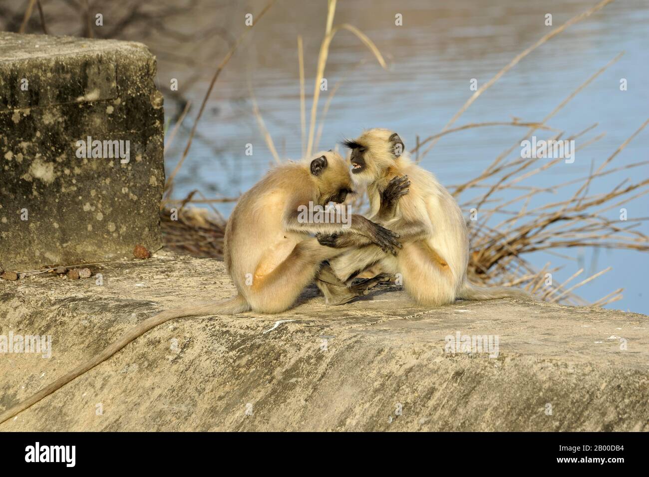 Northern plains gray langurs (Semnopithecus entellus), Ranthambhore ...