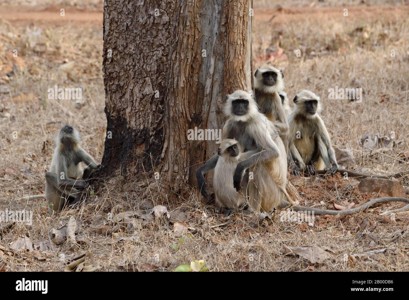 Northern plains gray langurs (Semnopithecus entellus), animal group ...