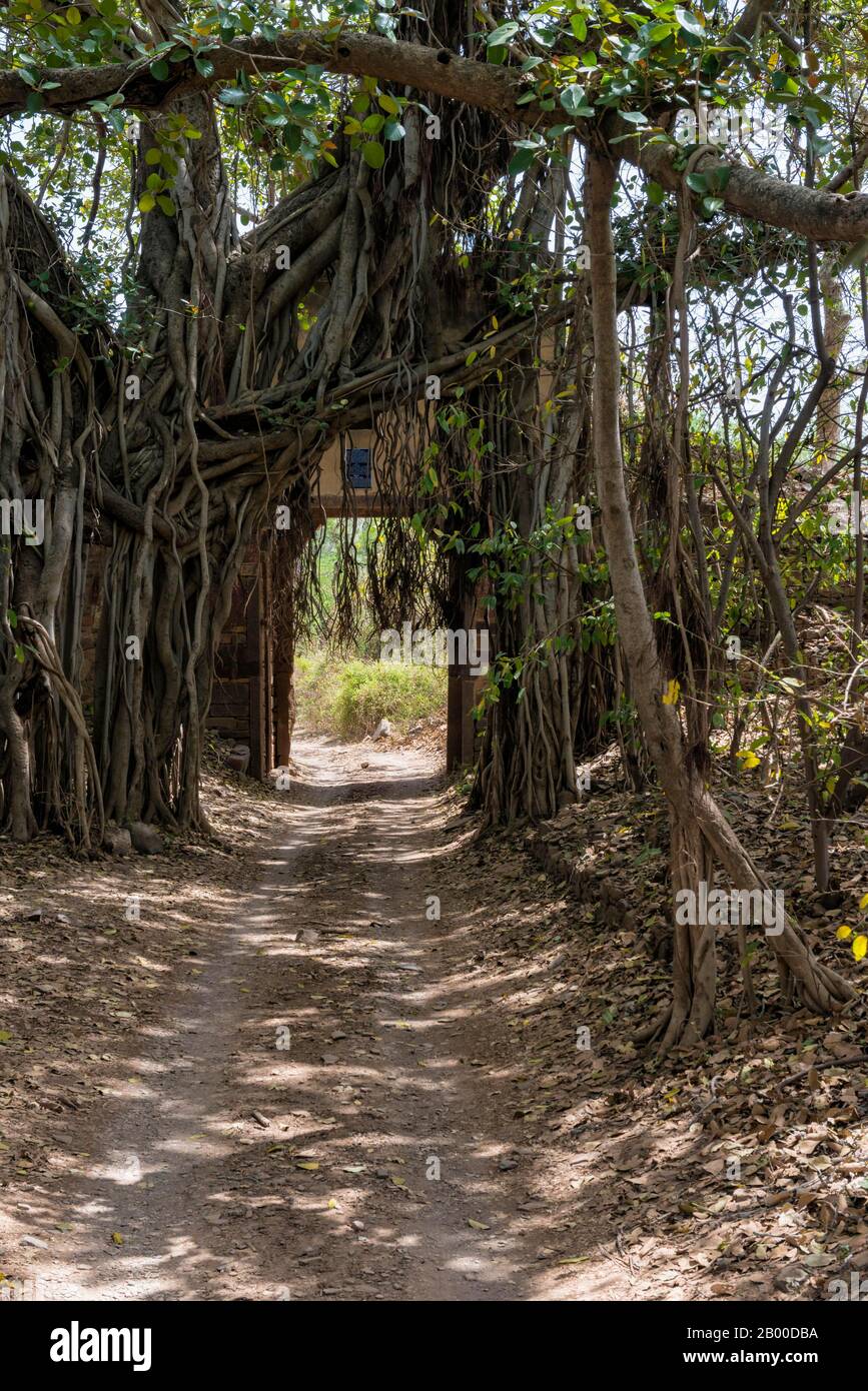 Ranthambore national park aerial hi-res stock photography and images ...