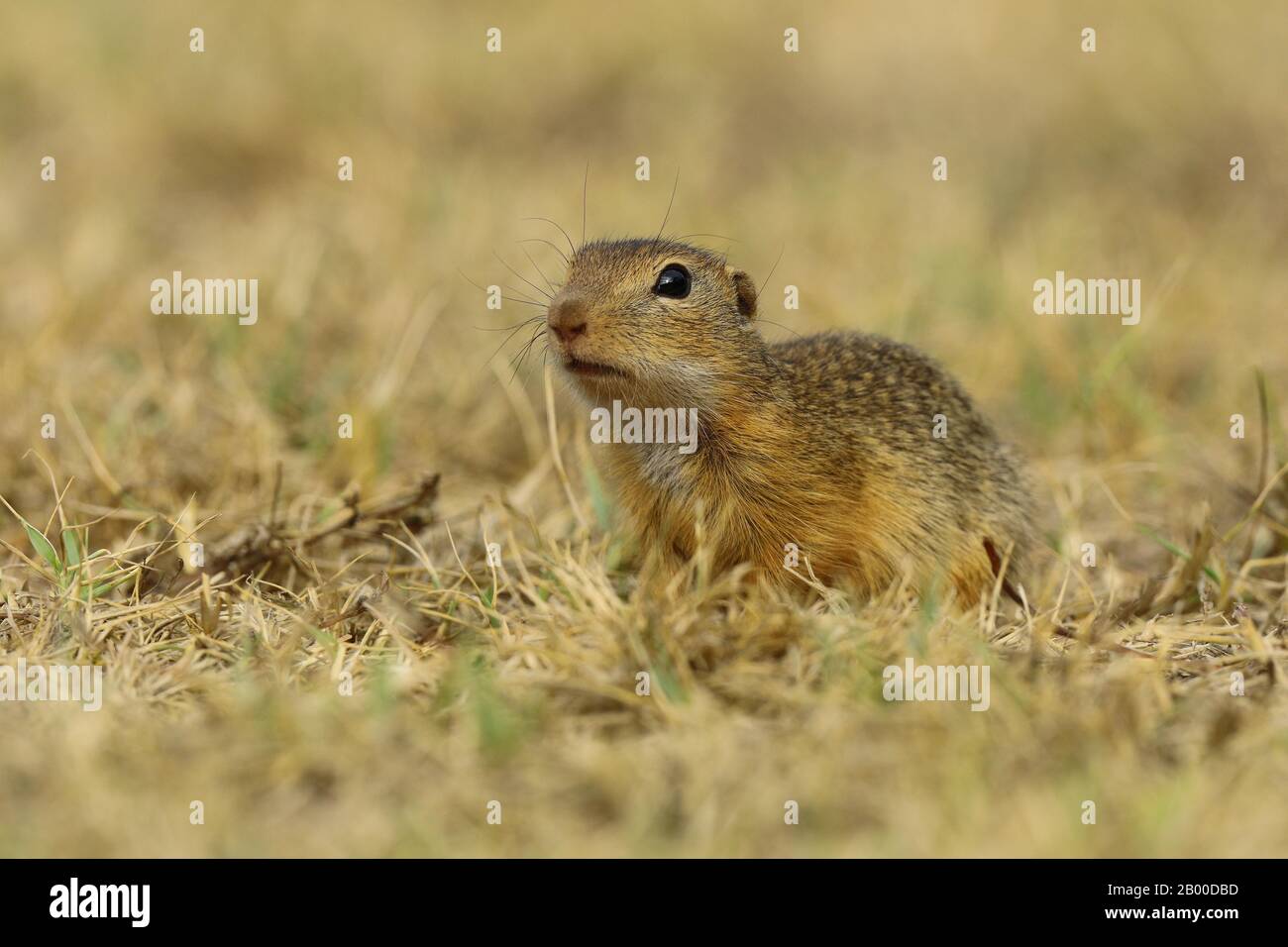 European suslik spermophilus citellus sitting in a meadow hi-res stock ...