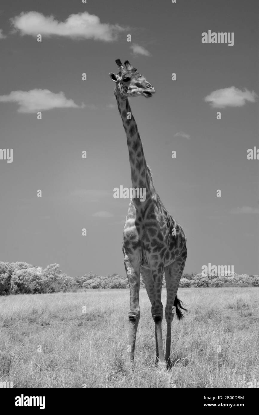 Plain giraffe giraffa standing in grasslands hi-res stock photography ...