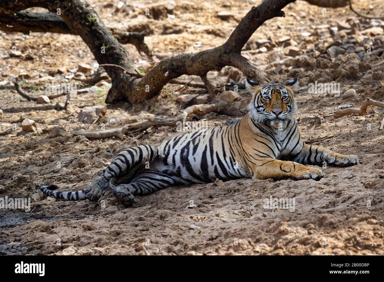 Bengal tiger resting on ground hi-res stock photography and images - Alamy