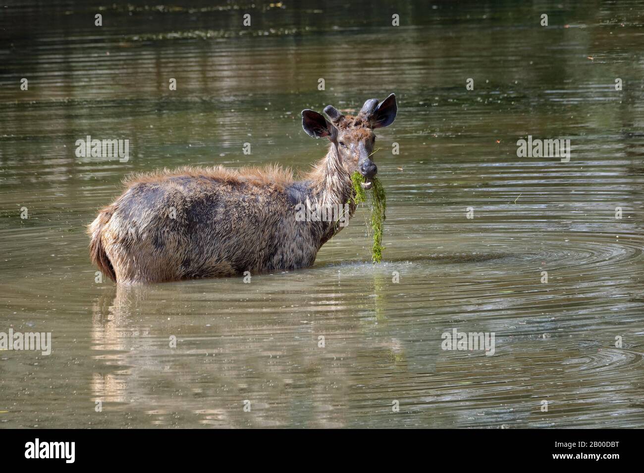 Sambar deer (Rusa unicolor), female feeding in water, Ranthambhore ...