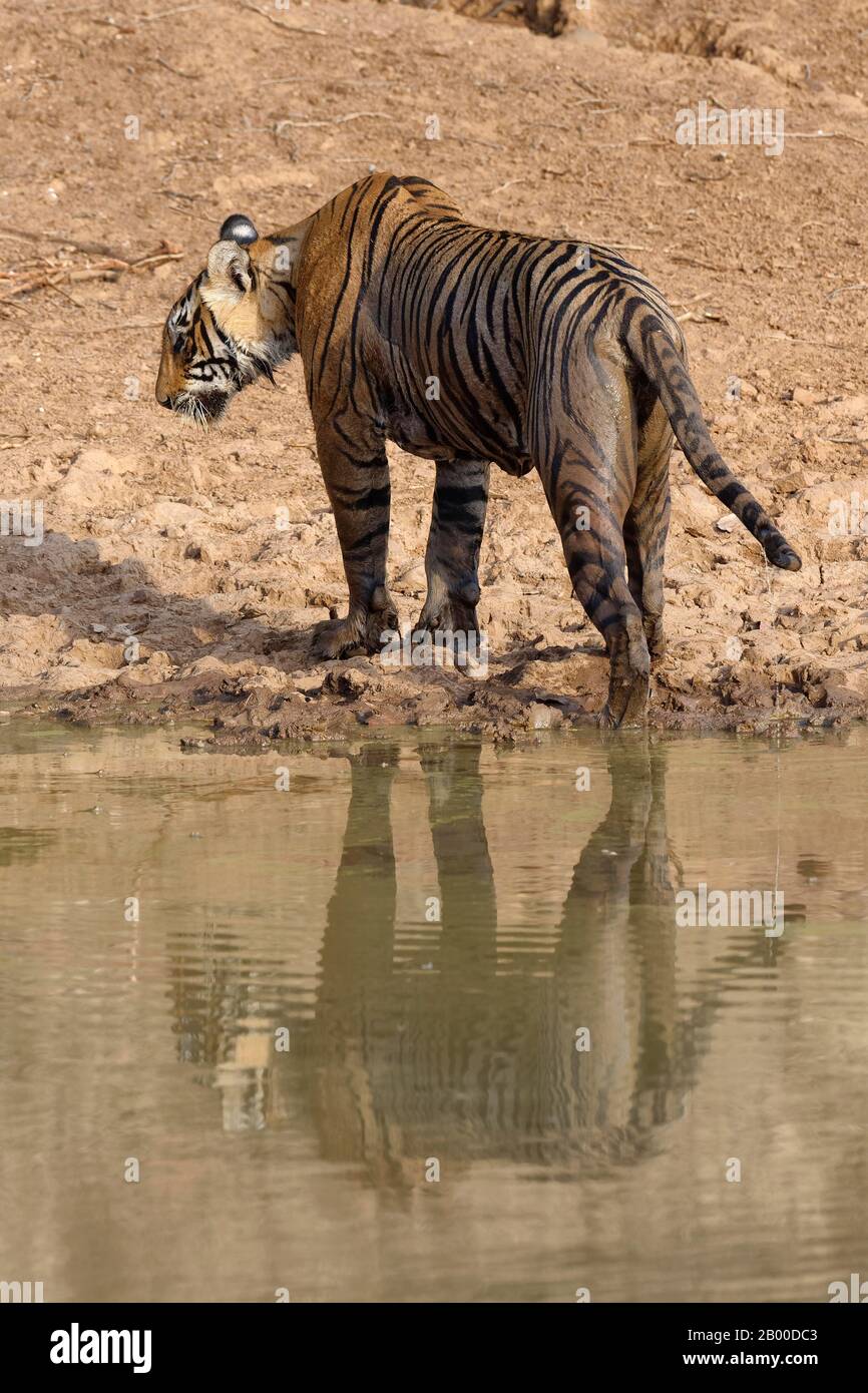 India out hi-res stock photography and images - Alamy