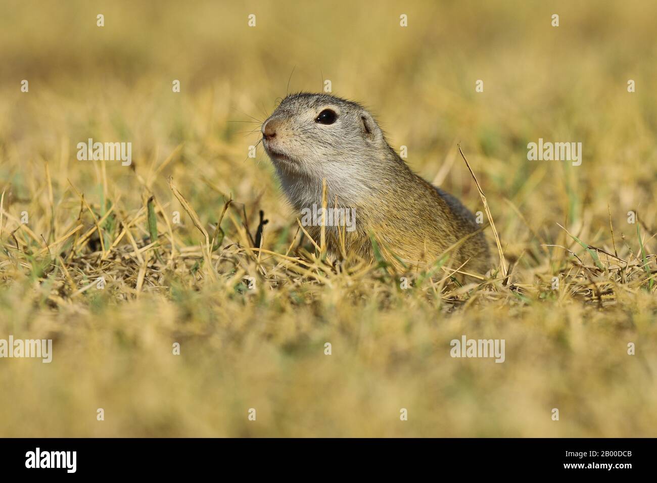 European Suslik (Spermophilus citellus) looks out of construction ...