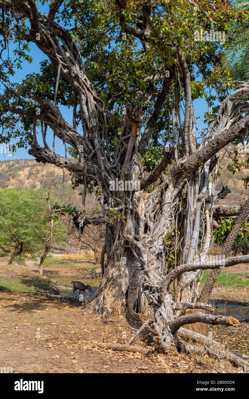 Banyan Tree, Ranthambhore National Park, Rajasthan, India Stock Photo ...