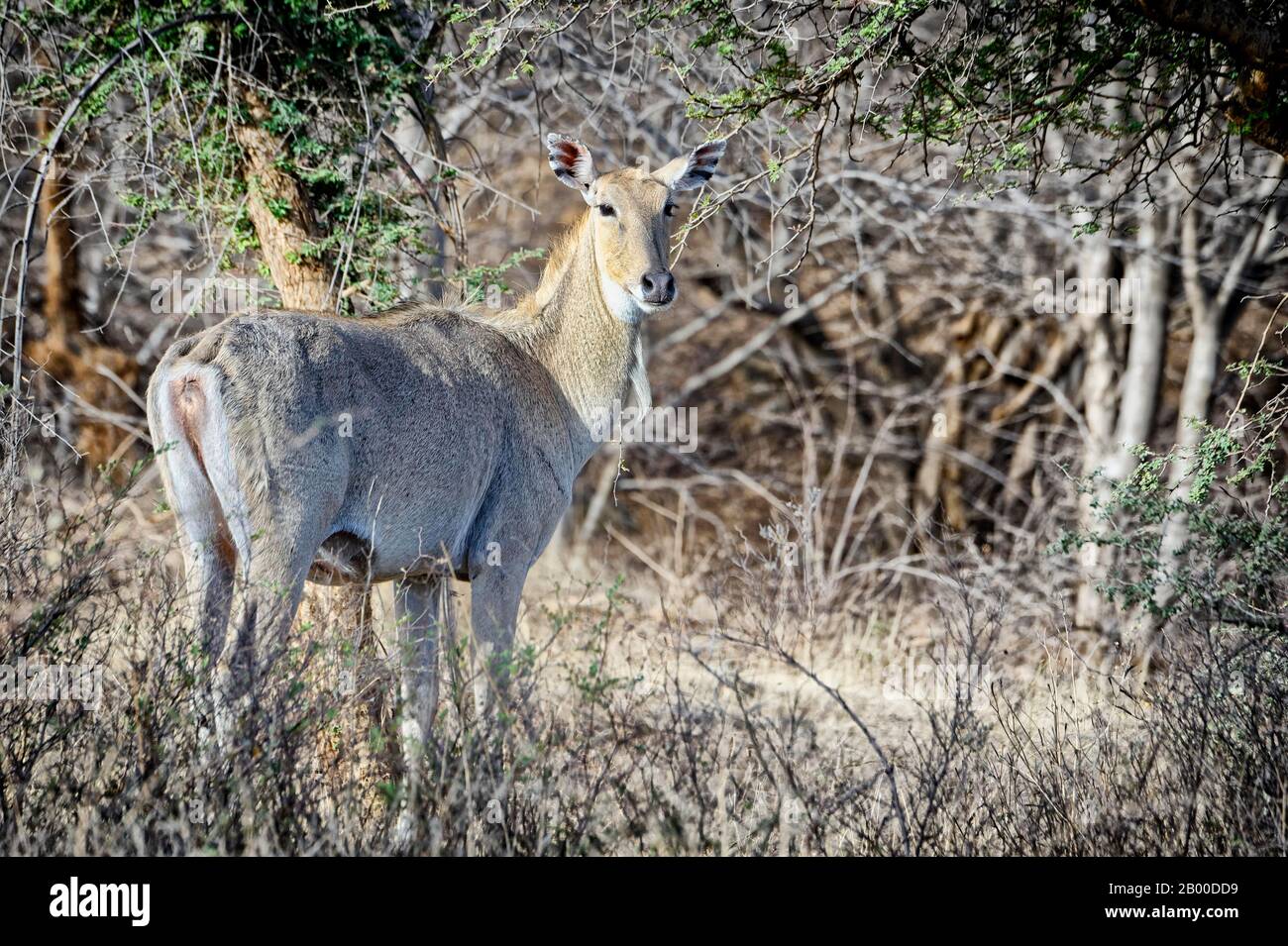 Indian blue bull hi-res stock photography and images - Alamy