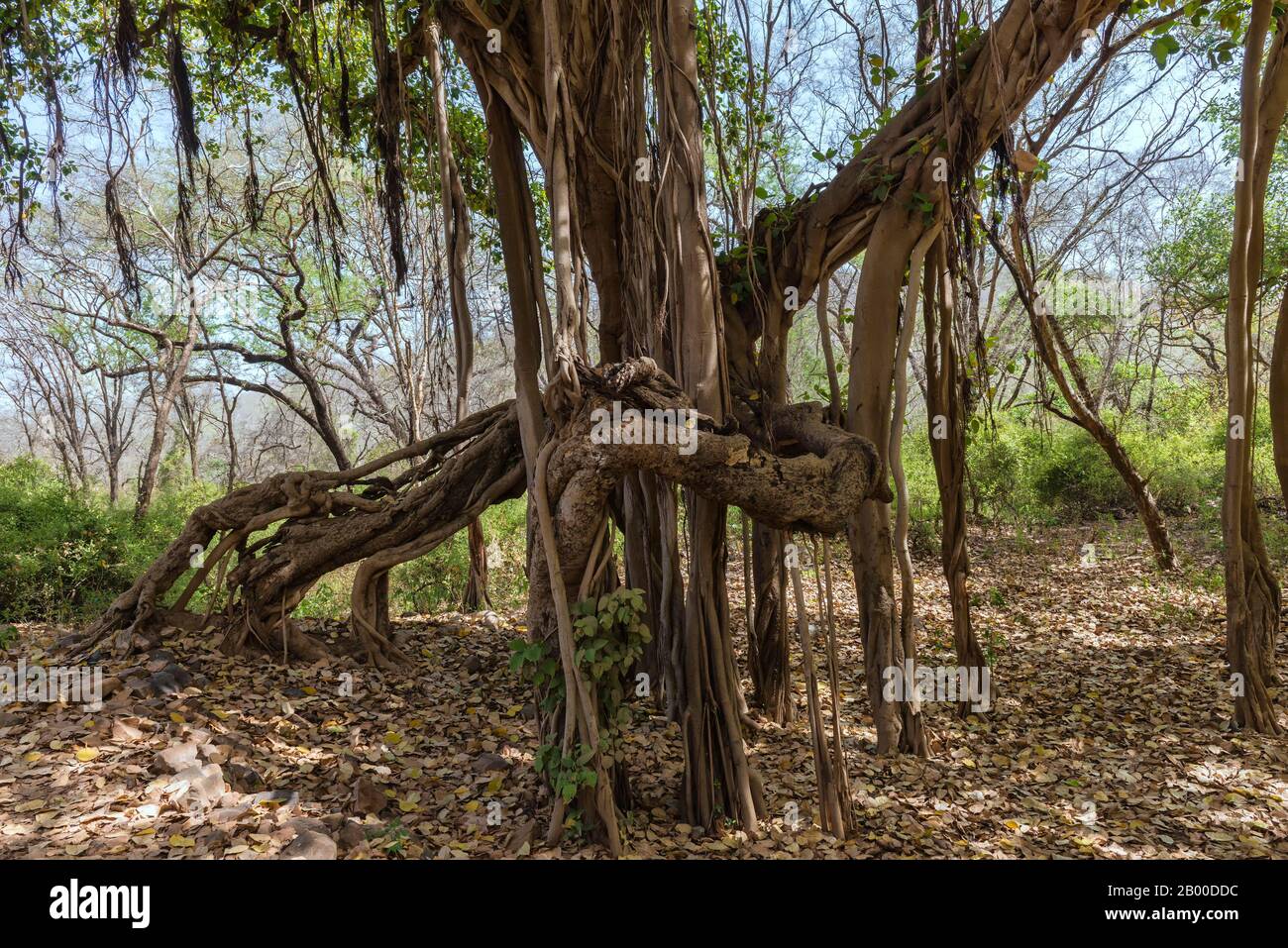 Banyan tree of india hi-res stock photography and images - Alamy