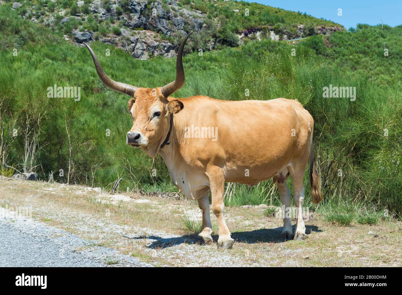 Cachena Cow, Peneda Geres National Park, Minho, Portugal Stock Photo ...