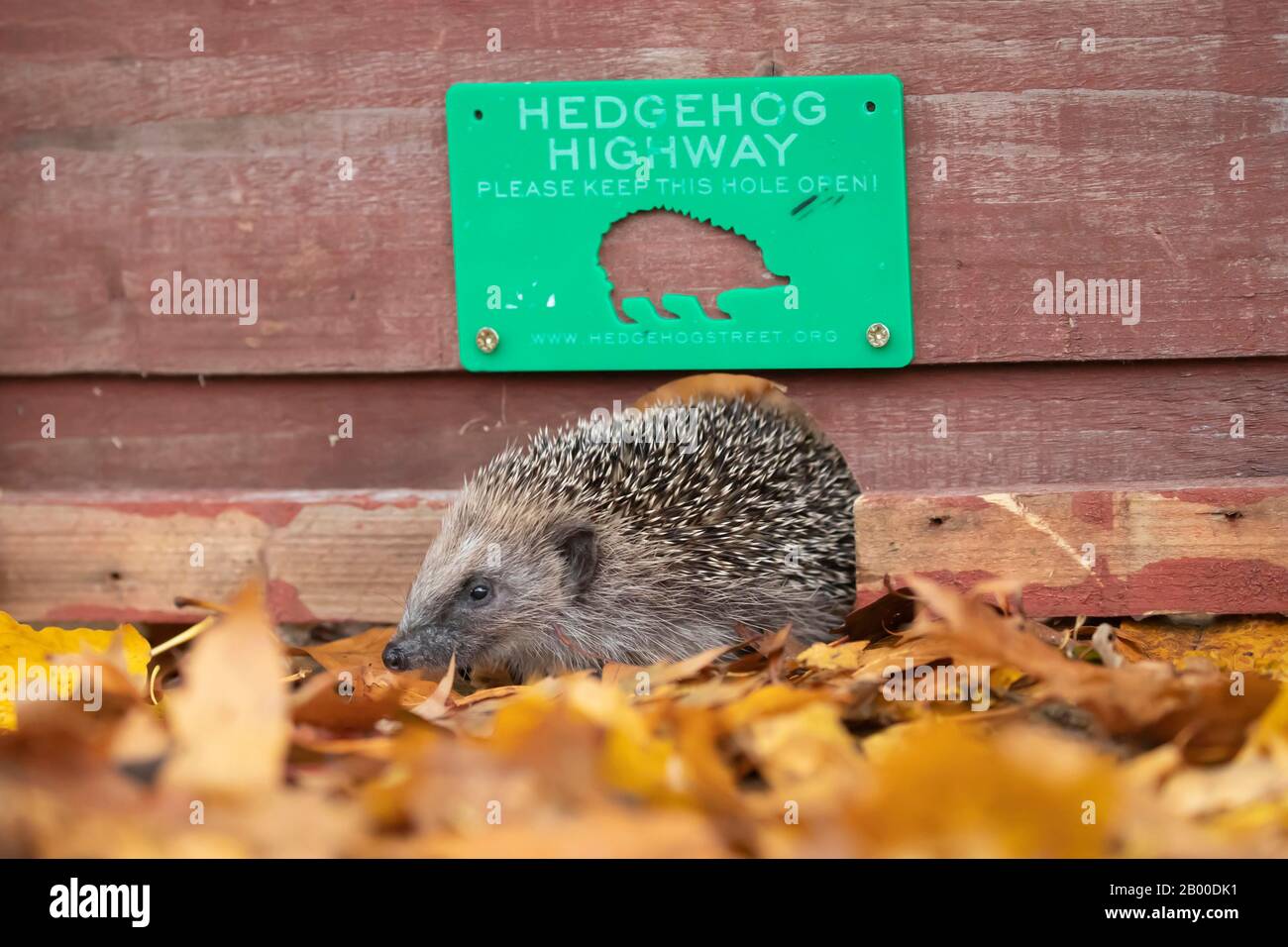 Hedgehog hole in fence hi-res stock photography and images - Alamy