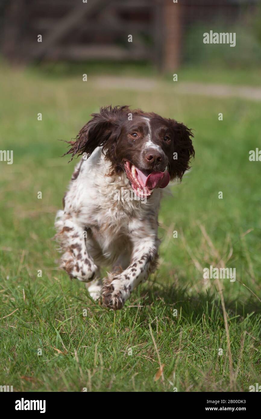 Dog running spaniel hi-res stock photography and images - Alamy