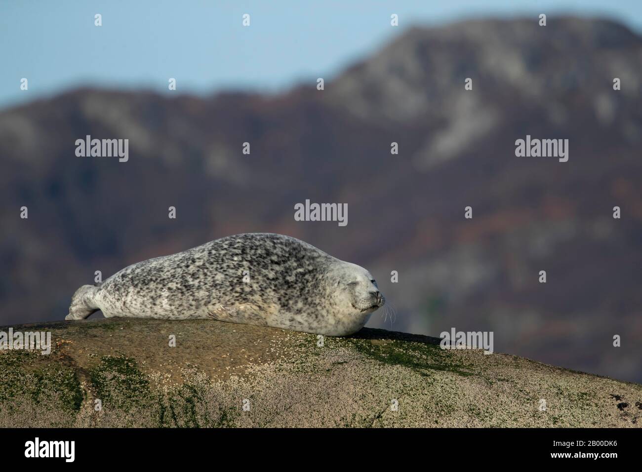 Adult sleeping on rock hi-res stock photography and images - Alamy