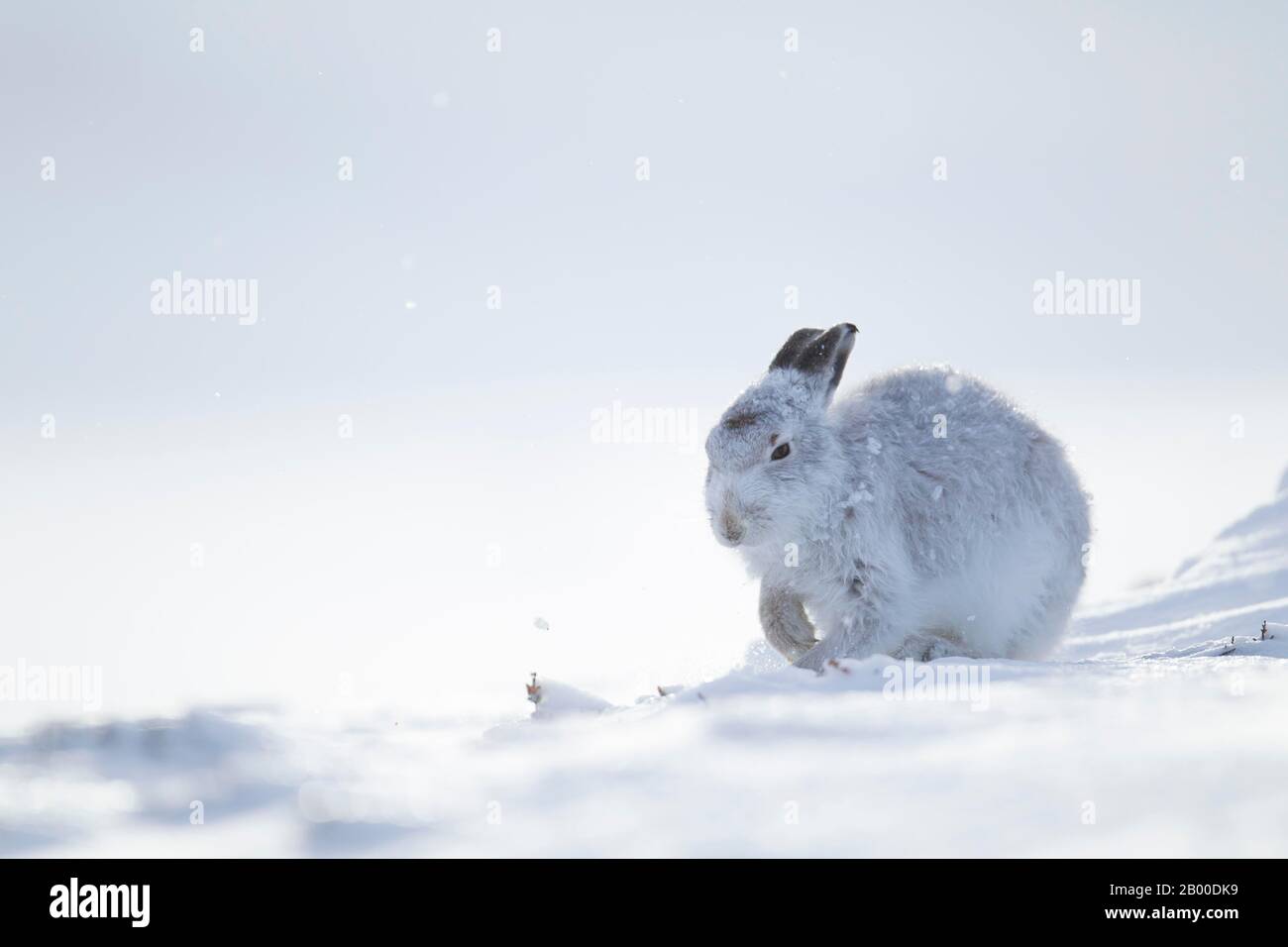 Mountain hare (Lepus timidus), adult in snow, Scotland, United Kingdom ...