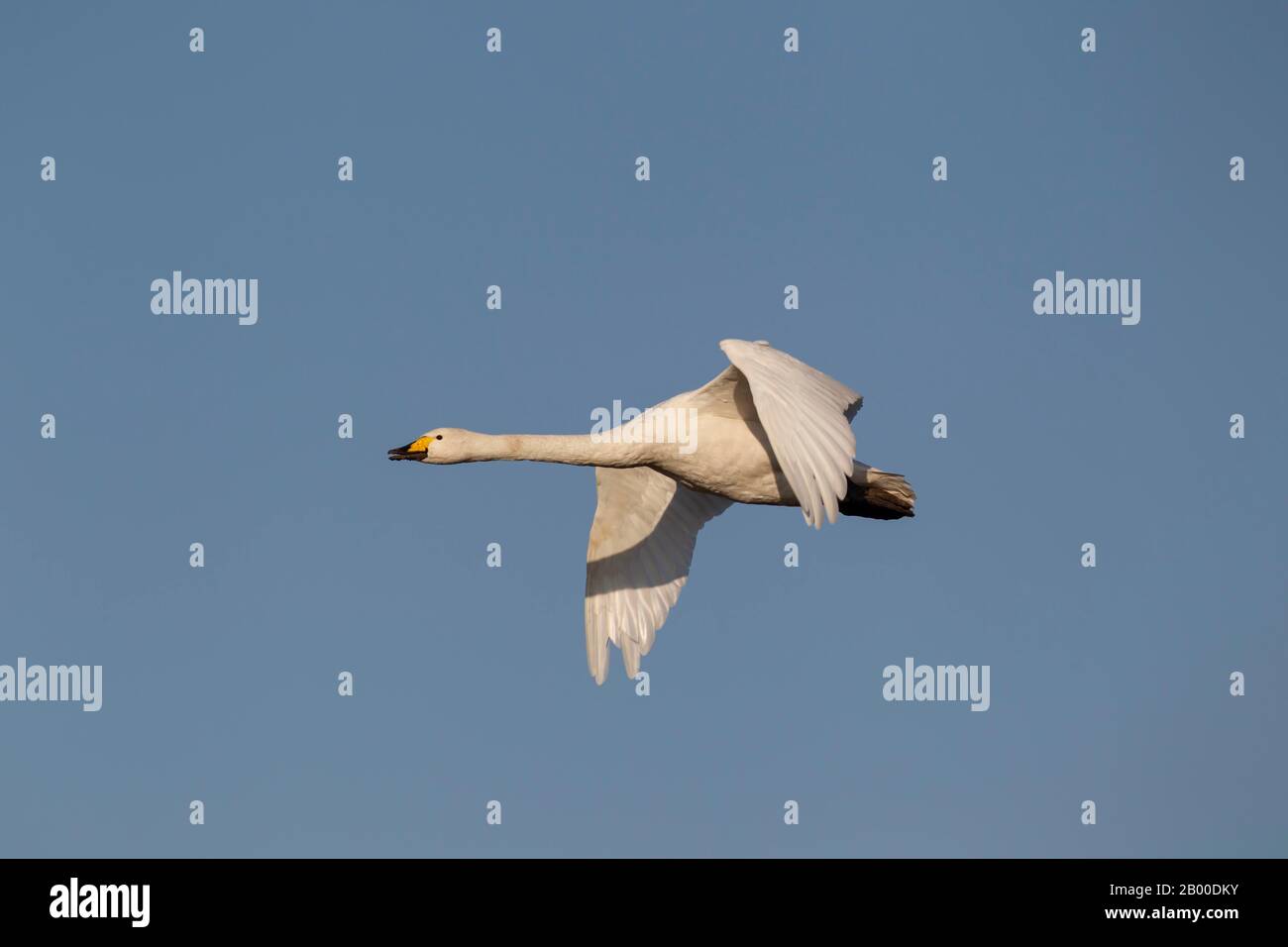 Whooper swan cygnus cygnus with spread wings in the water hi-res stock ...