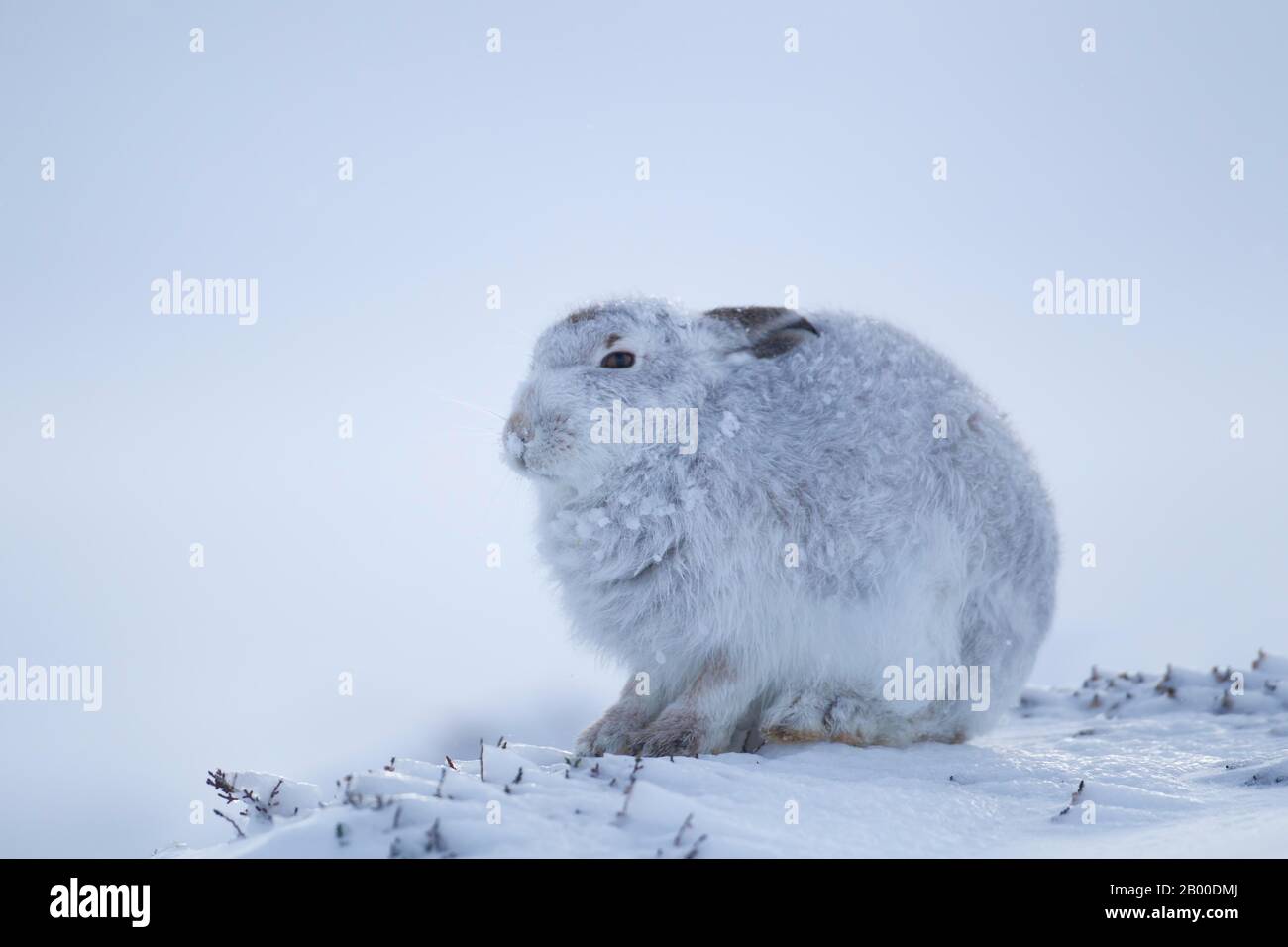 Mountain hare (Lepus timidus), adult in snow, Scotland, United Kingdom ...