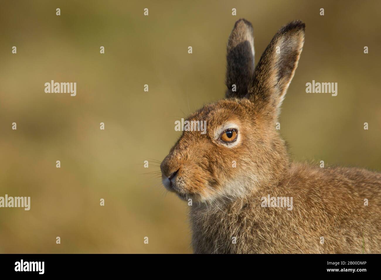 Mountain hare (Lepus timidus), adult, in summer coat, animal portrait ...