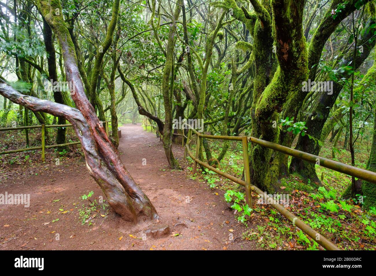 Forest path in the laurel forest, Laguna Grande, Garajonay National ...