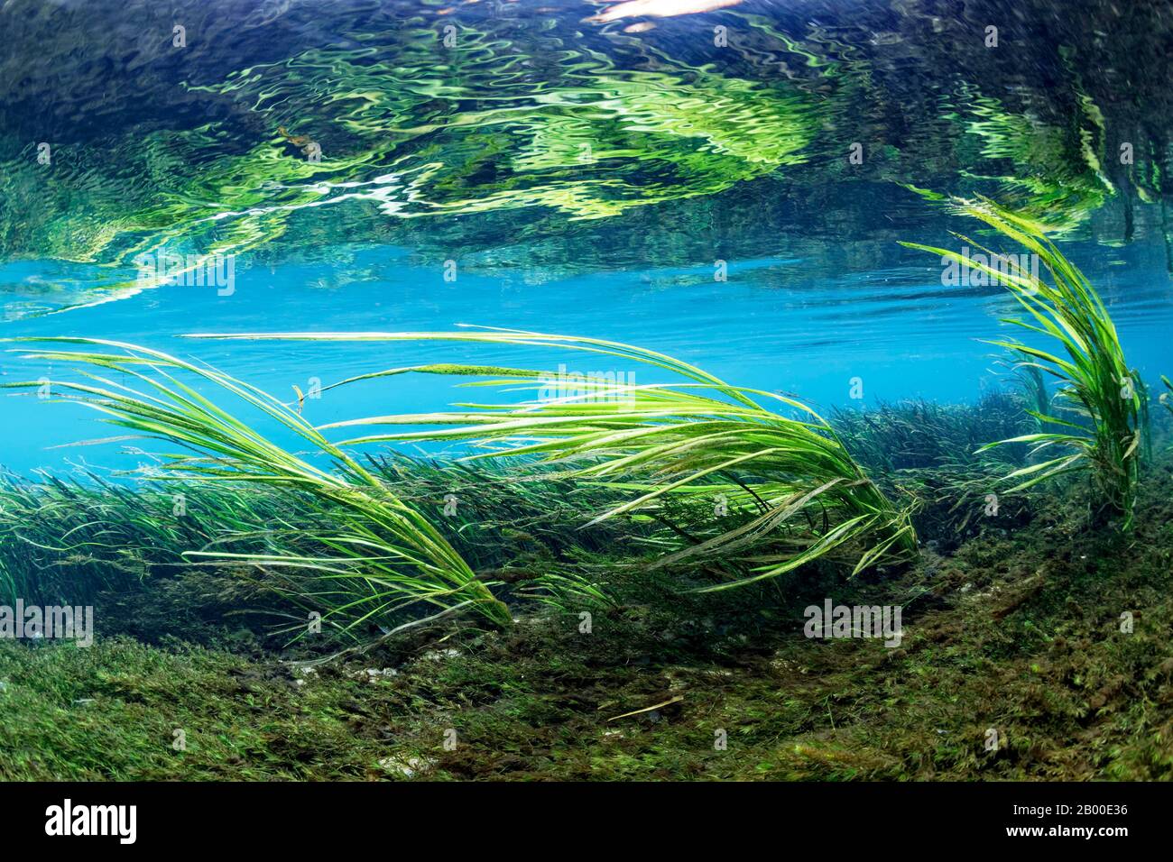 Underwater landscape, reed in the riverbed swaying in current, green ...