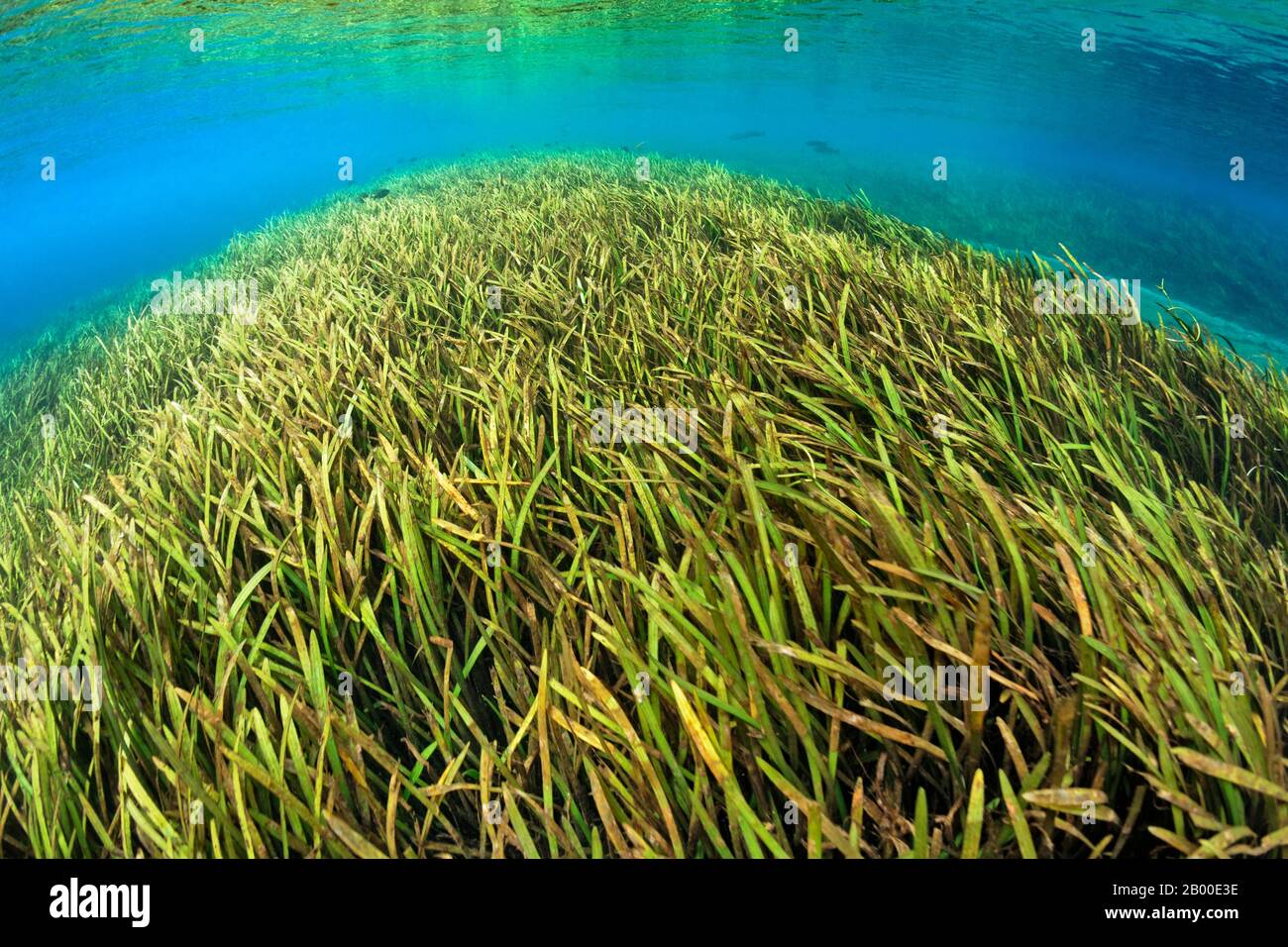 Underwater landscape, reed covered riverbed, green, Rainbow River ...