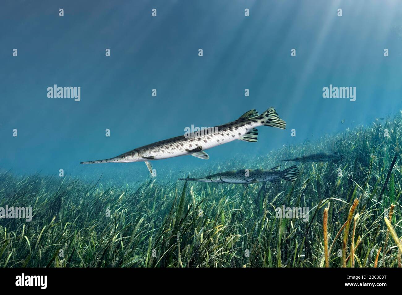 Florida Bone Pike (Lepisosteus platyrhincus), three, swimming over ...