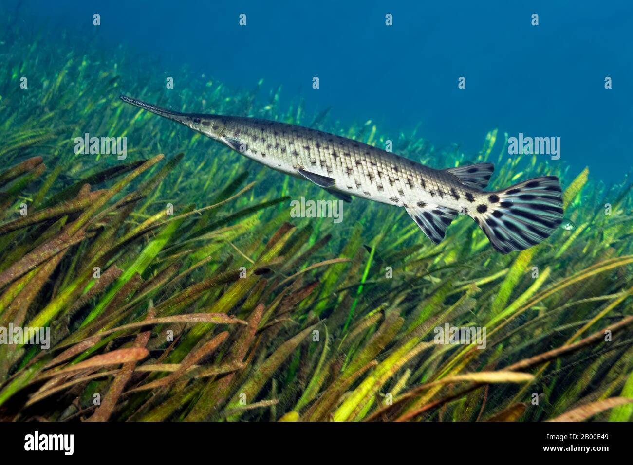 Florida bone pike lepisosteus platyrhincus hi-res stock photography and ...