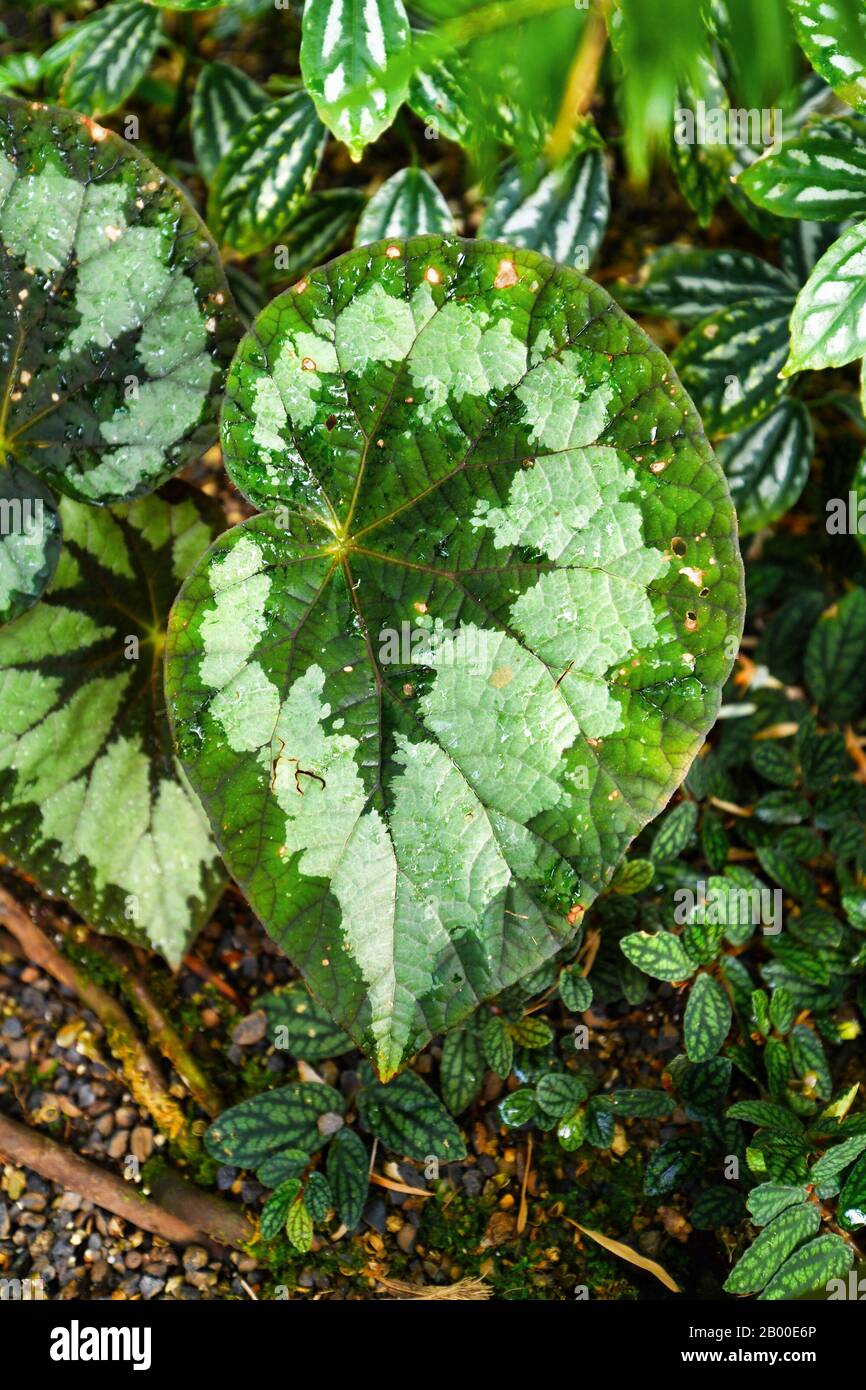 'Begonia rex' leaf of tropical evergreen plant with silvery light green ...
