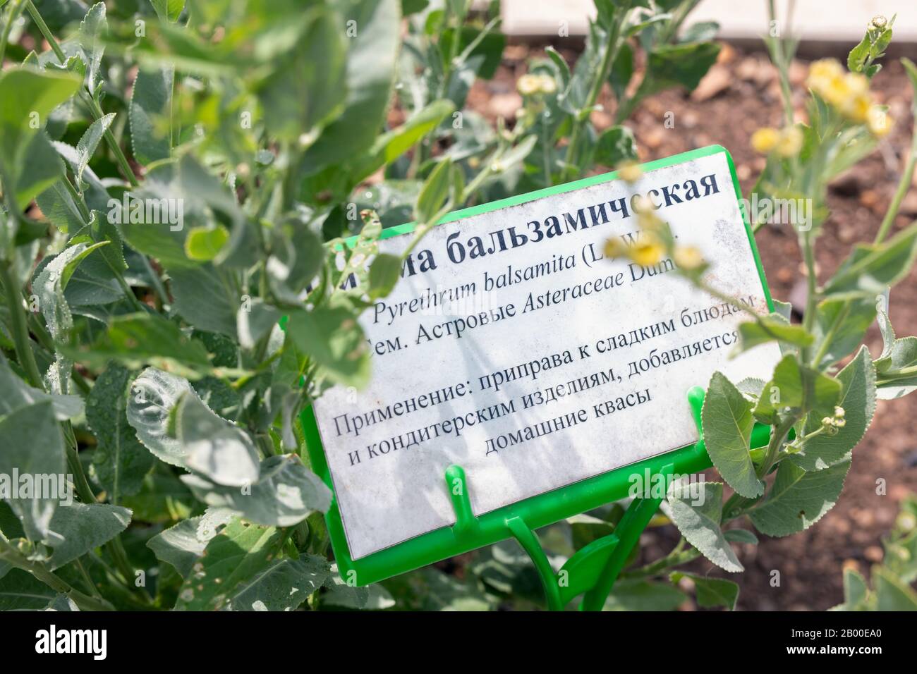 Plant information hi-res stock photography and images - Alamy