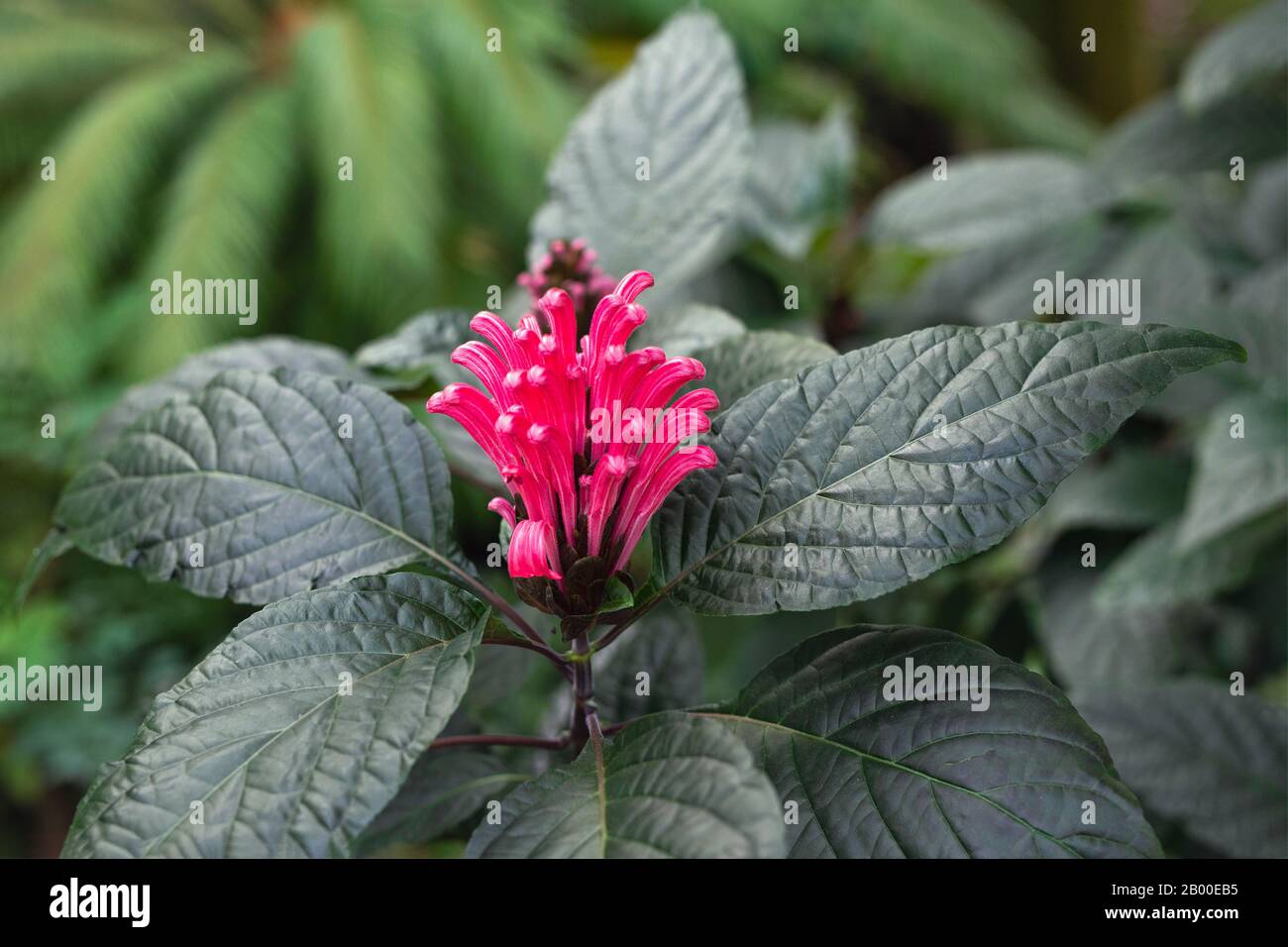 macro closeup of pink bloom of Justicia carnea shrimp flower. Jacobinia ...