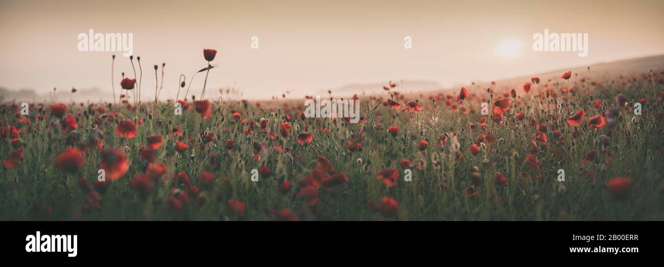 Poppy field at sunrise hi-res stock photography and images - Alamy