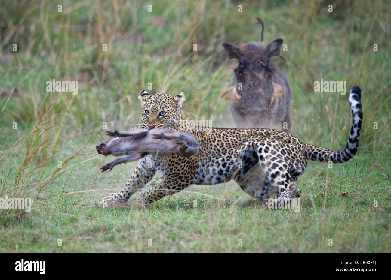 Leopard (Panthera pardus) kills a young warthog, Masai Mara Game ...