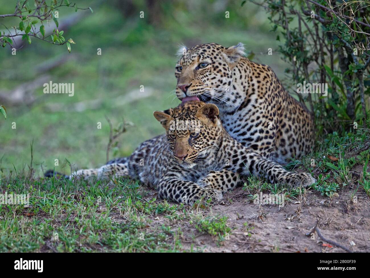 Leopards (Panthera pardus), mother animal with young in the savannah of ...