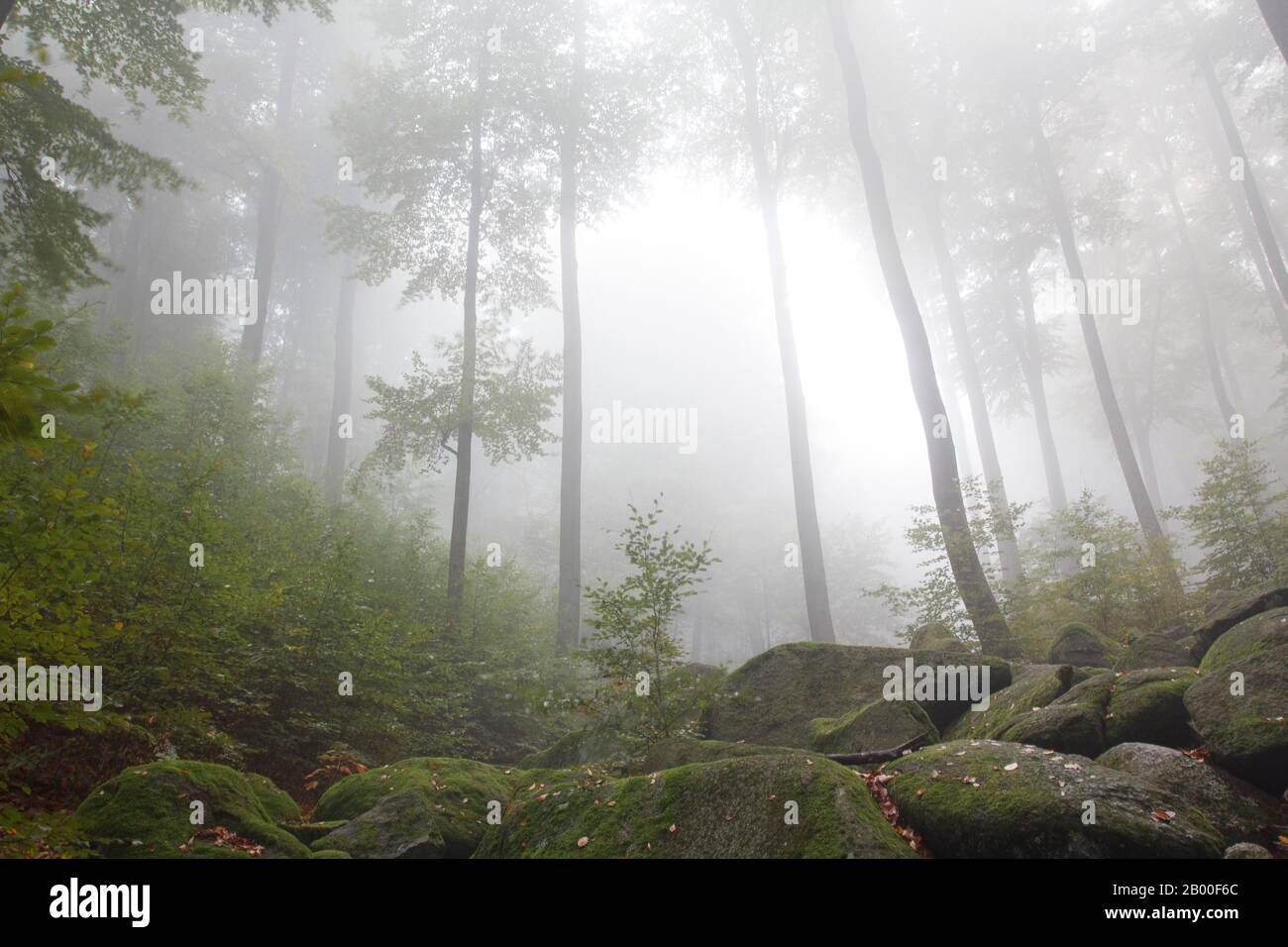 Mist and forest hi-res stock photography and images - Alamy