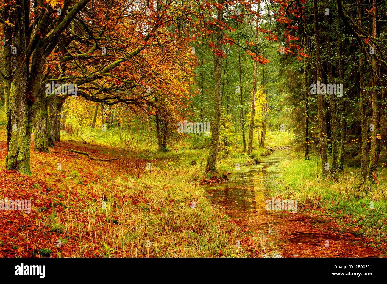 Spessart forest hi-res stock photography and images - Alamy