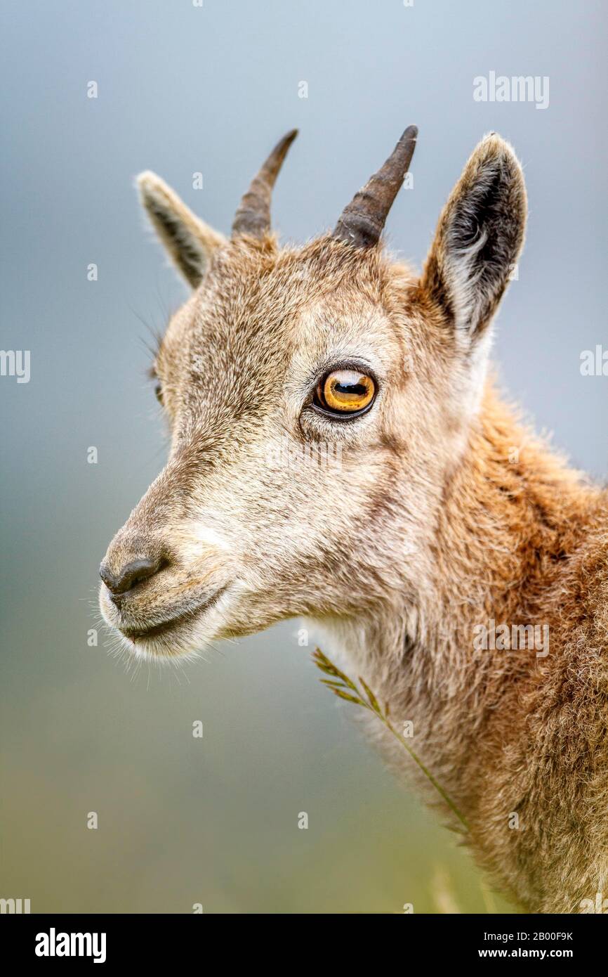 Alpine Ibex (Capra ibex), young animal, animal portrait, Bernese ...