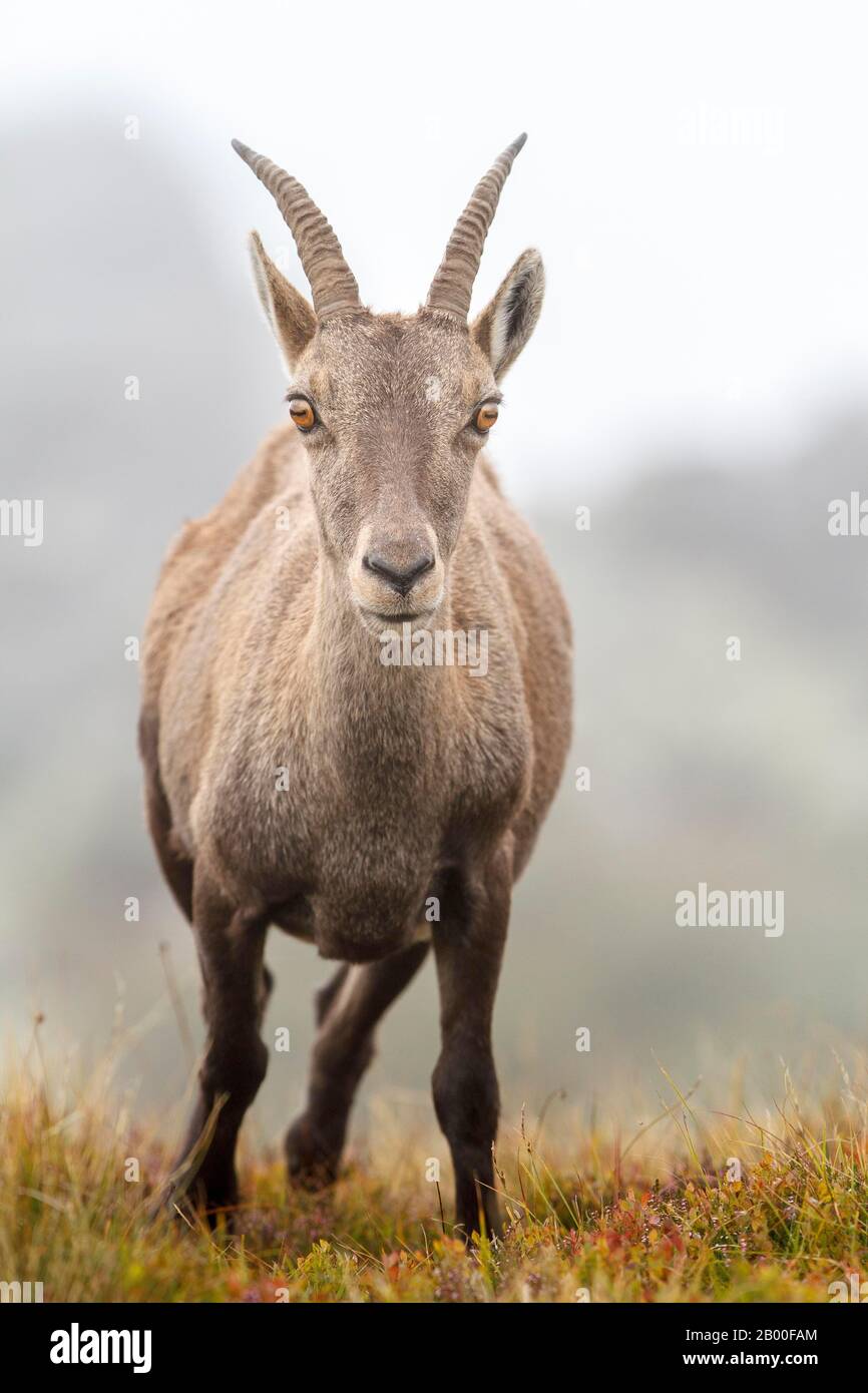 Alpine ibex (Capra ibex), Bernese Oberland, Switzerland Stock Photo - Alamy