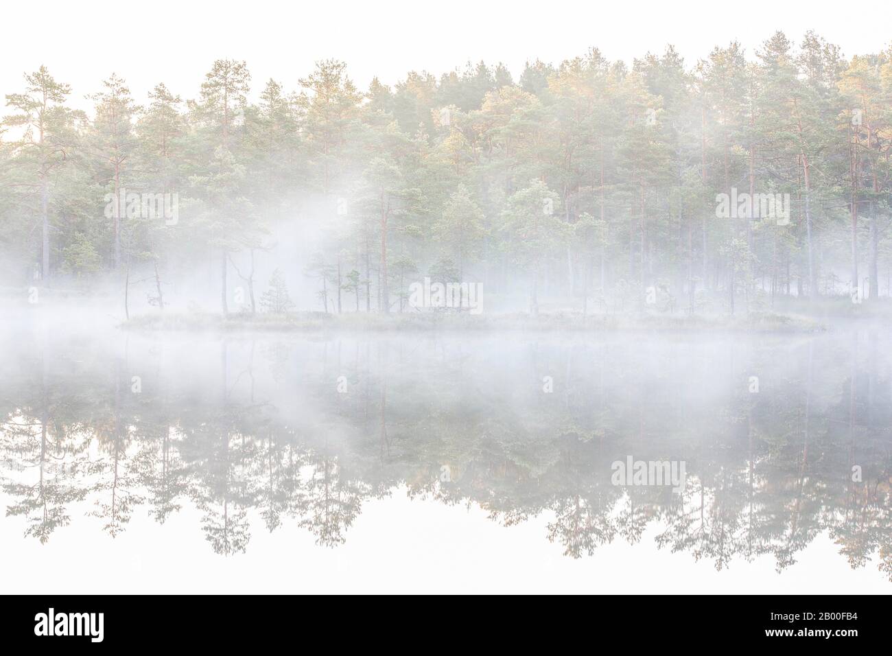 Moor landscape with lake in morning mist, Knuthoejdsmossen, Sweden ...
