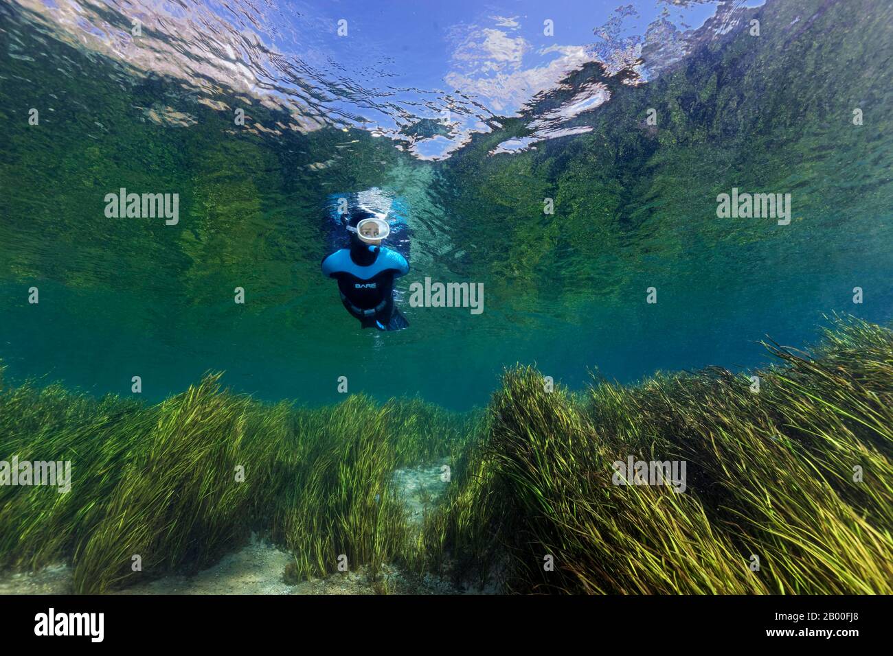 Snorkeler swims in the river over reeds, Rainbow River, Rainbow Springs ...