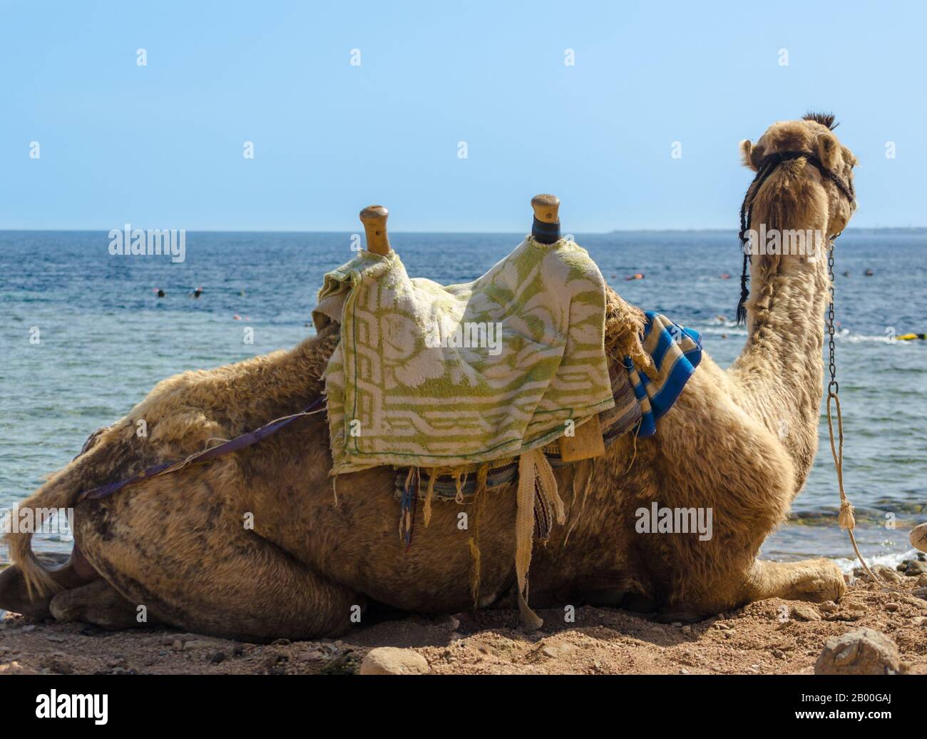 saddled camel lies on the shore and looks at the blue sea Stock Photo ...