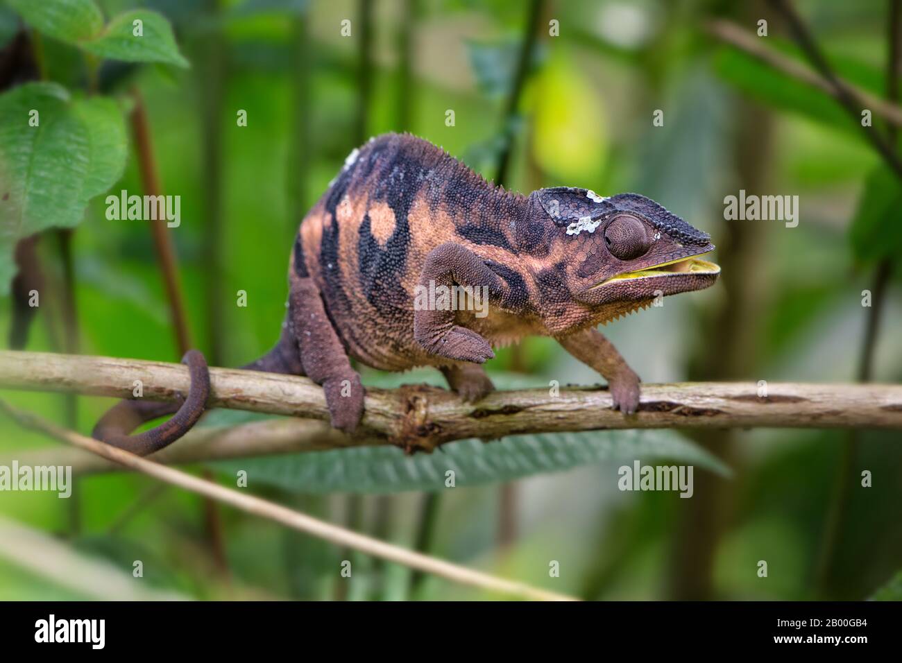 Panther Chameleon - Furcifer pardalis, Madagascar. Beautiful lizard ...