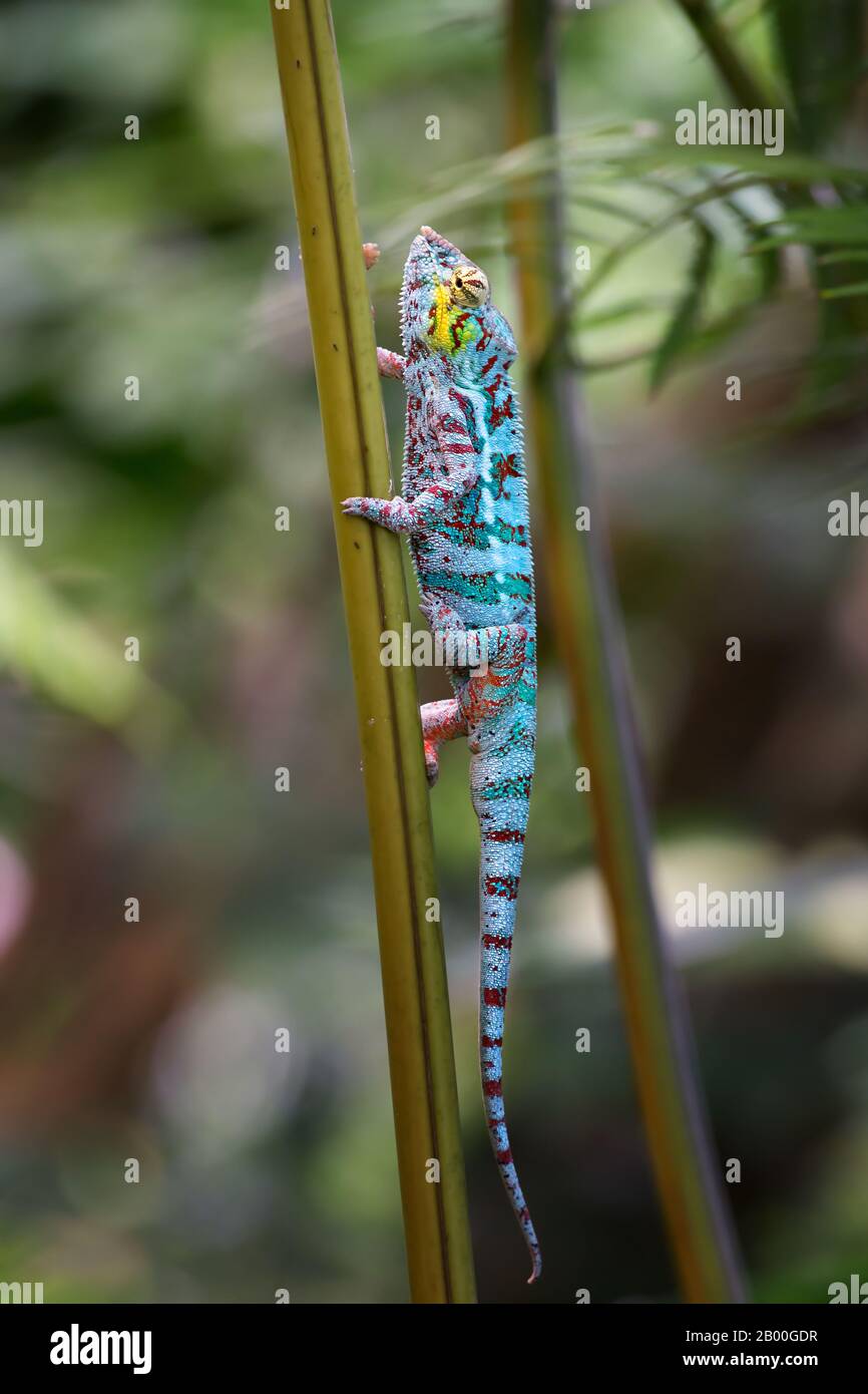 Panther Chameleon - Furcifer pardalis, Madagascar. Beautiful lizard ...