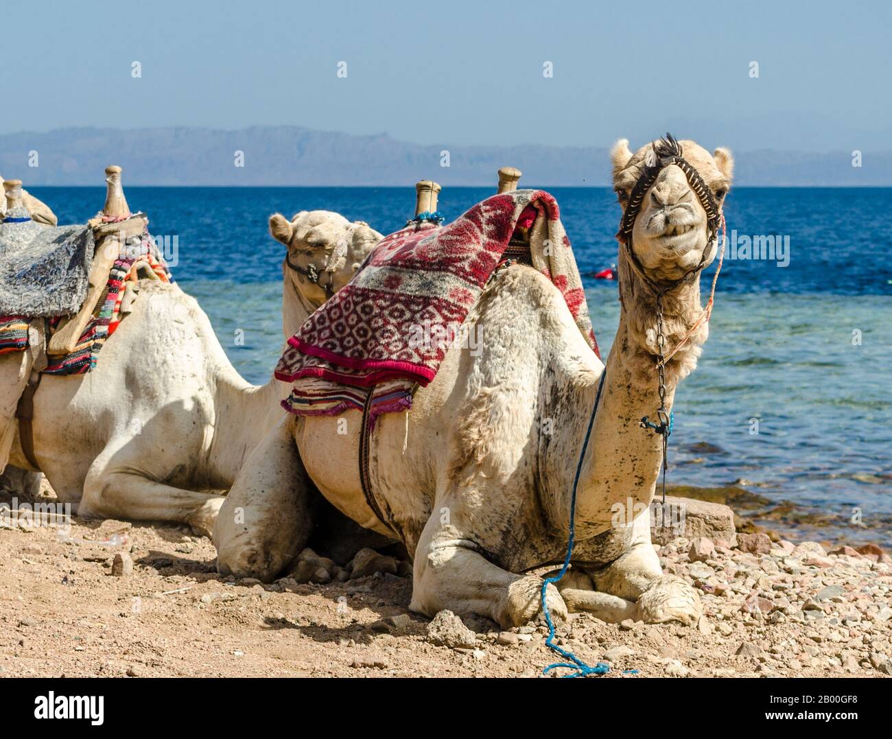 Grinning camel hi-res stock photography and images - Alamy