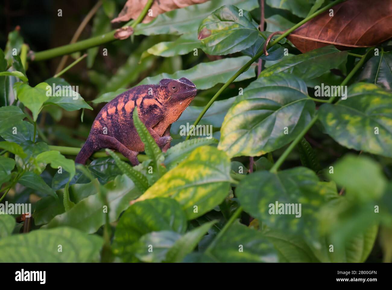 Panther Chameleon - Furcifer pardalis, Madagascar. Beautiful lizard ...