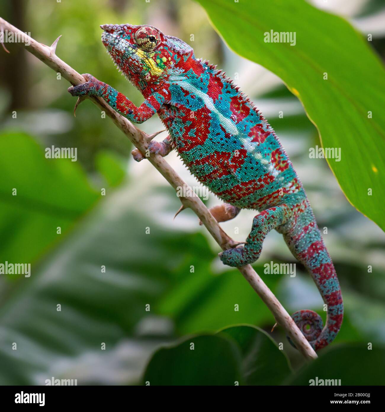 Panther Chameleon - Furcifer pardalis, Madagascar. Beautiful lizard ...