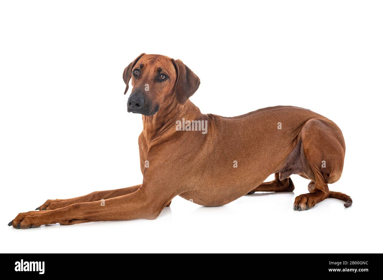 Rhodesian Ridgeback in front of white background Stock Photo - Alamy